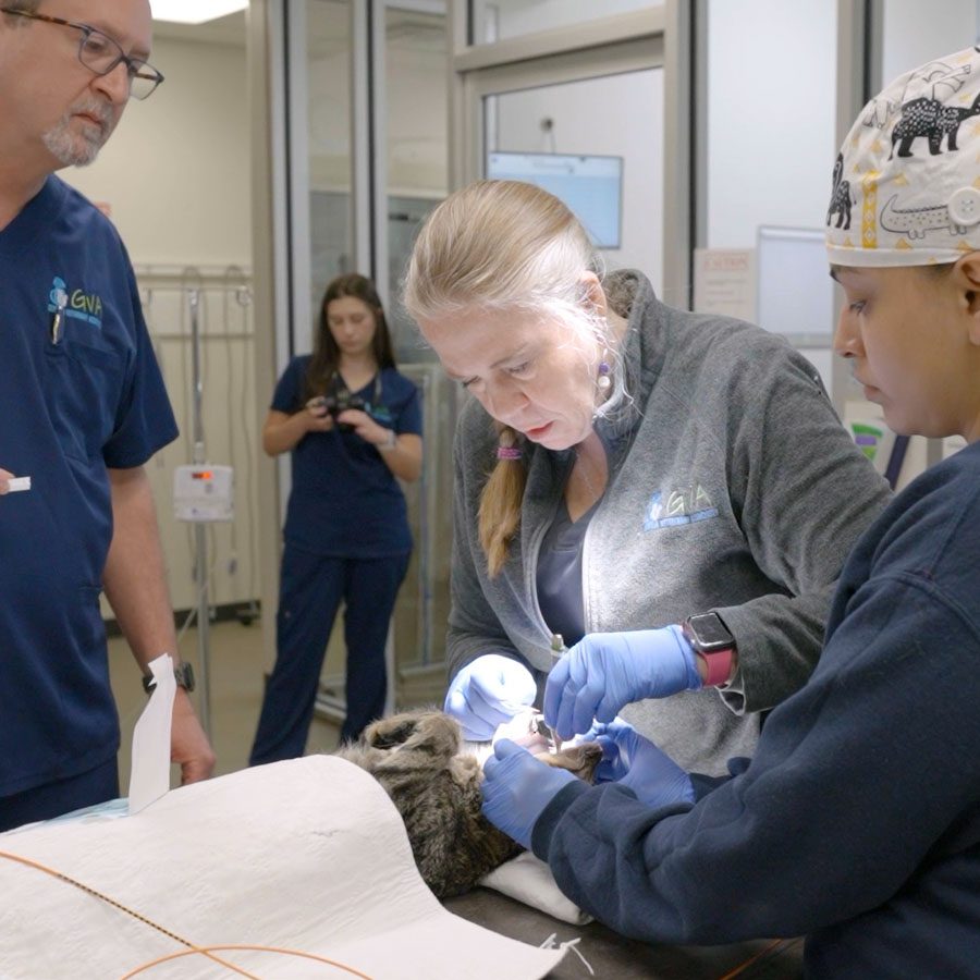 Work for a VMG practice | Veterinary Management Groups