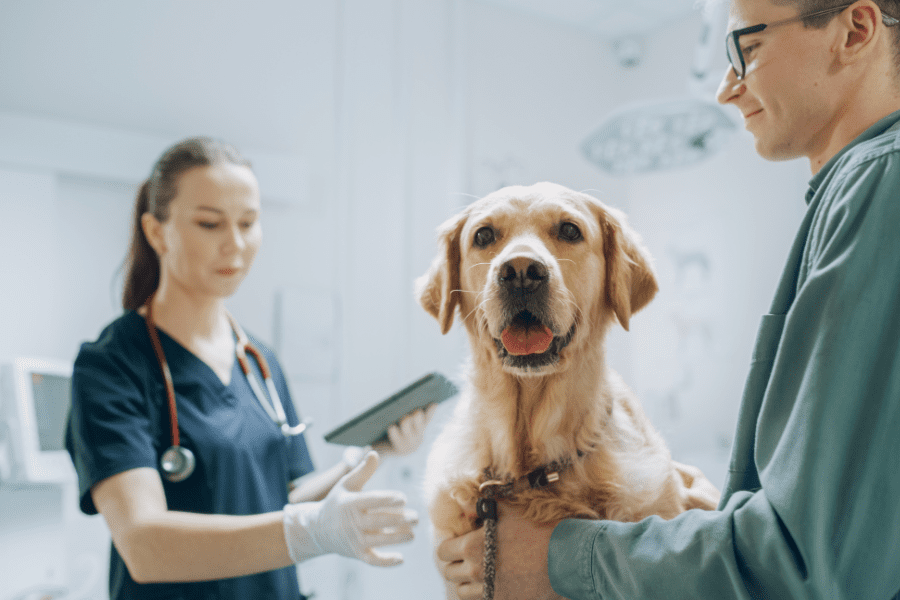 Improving Trust and Transparency in Veterinary Practice with Client ...